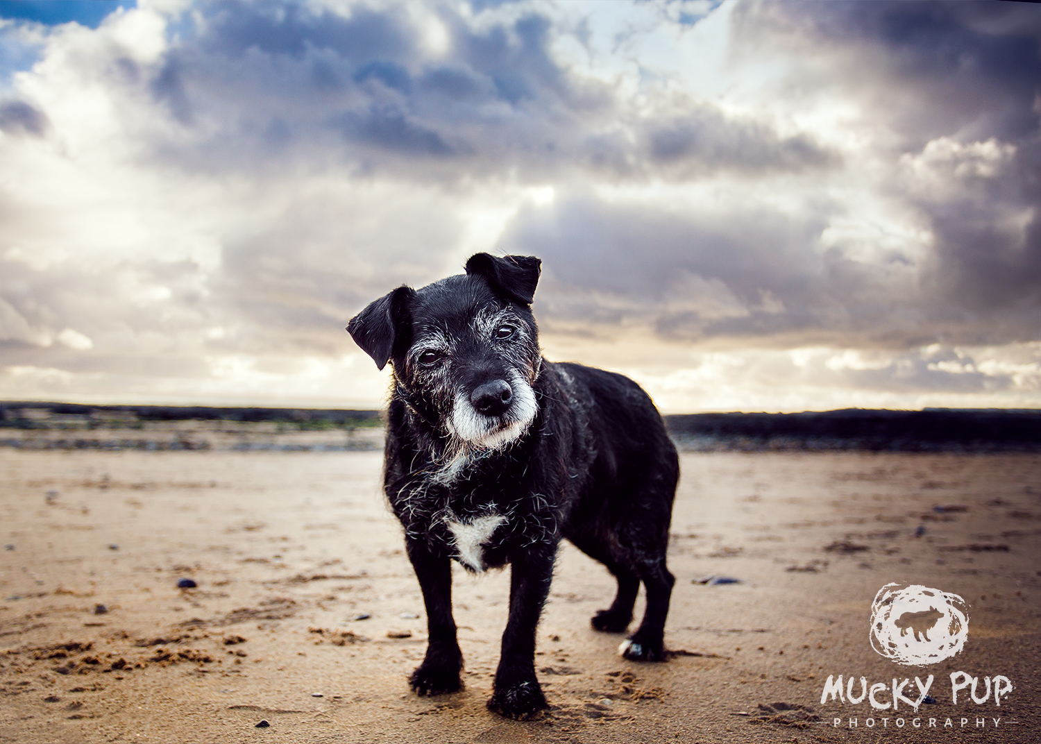 Mucky Pup Photography | Swansea & South Wales Pet & Dog Photography - About