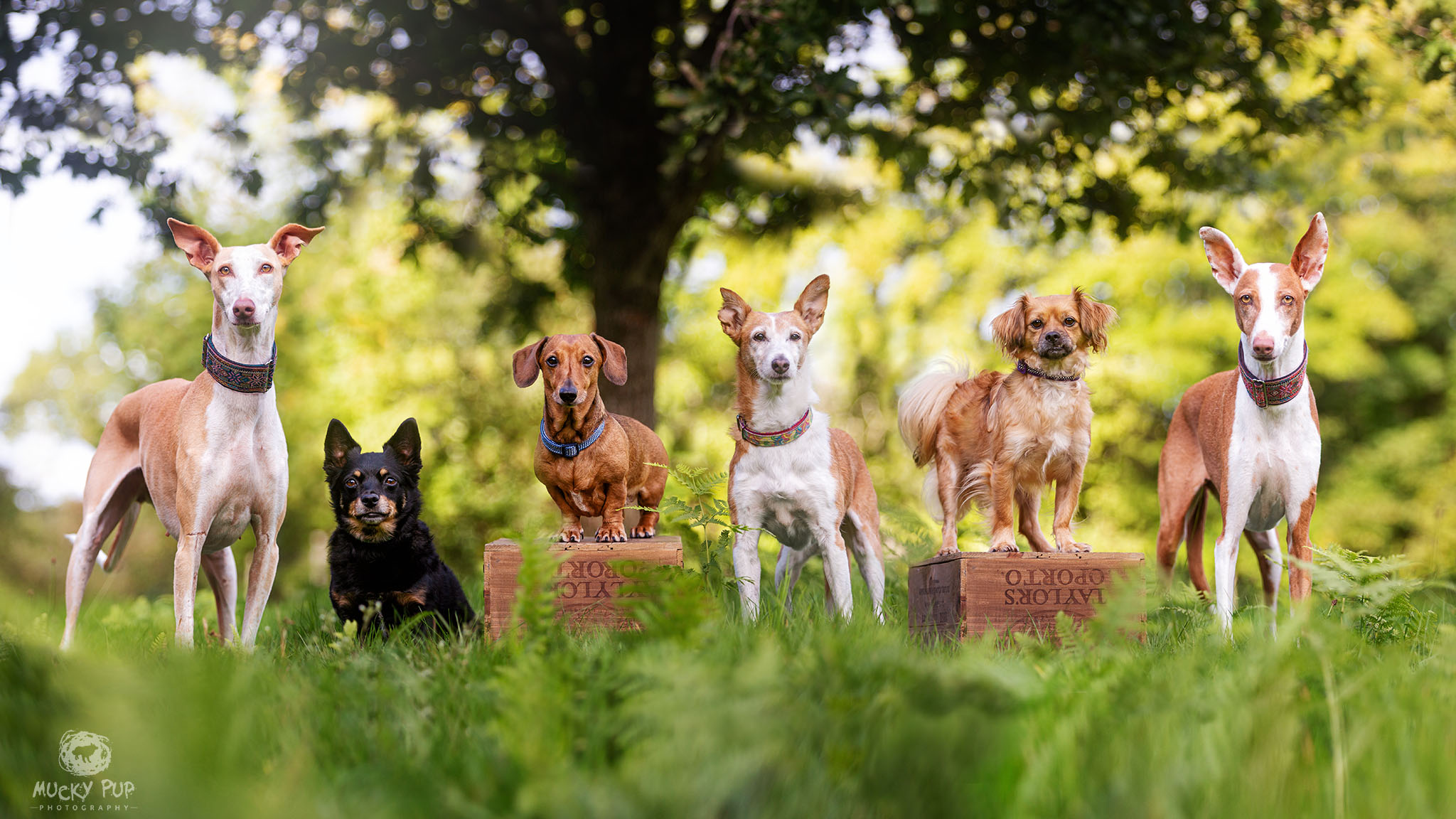 Photographing Multiple Dogs: Creating a Perfect Dog Family Portrait ...