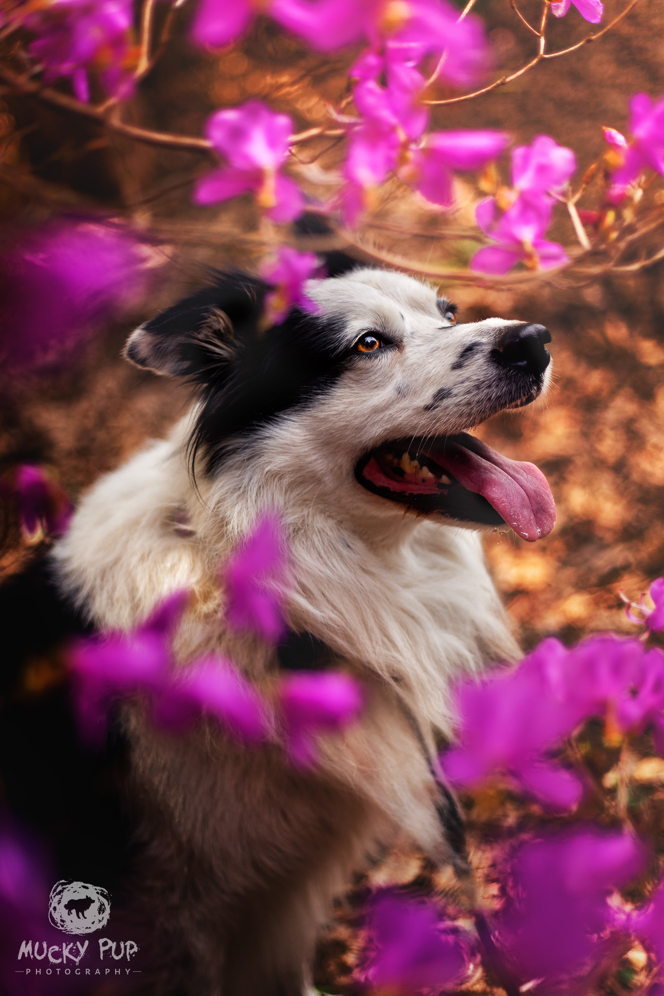 - Mucky Pup Photography | Swansea & South Wales Pet & Dog Photography ...