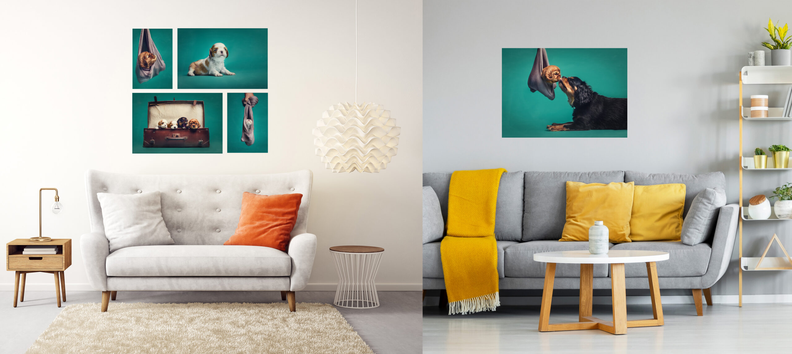 - Mucky Pup Photography | Swansea & South Wales Pet & Dog Photography ...