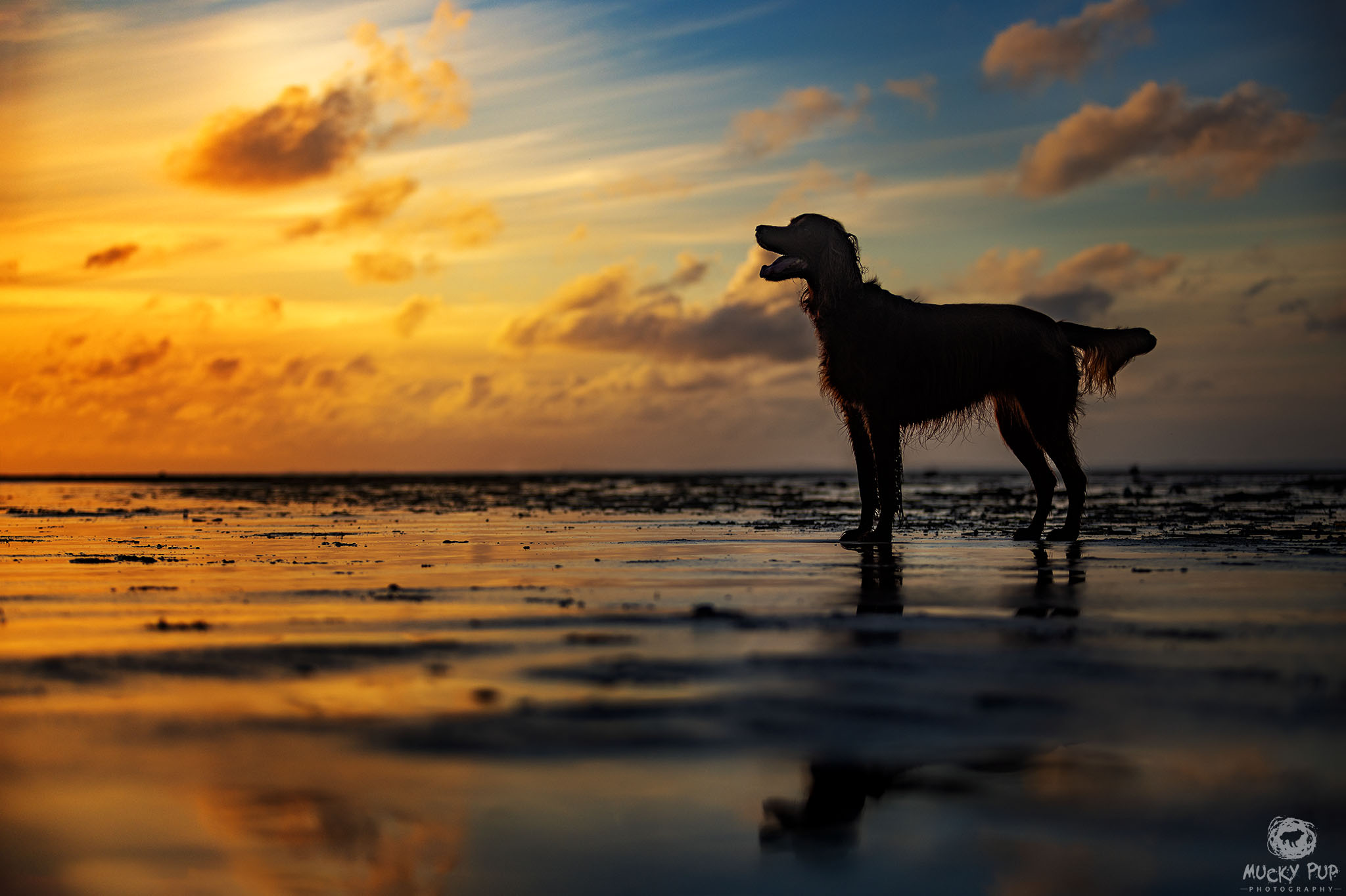 The Magic of Dog Photography - Mucky Pup Photography | Swansea & South ...