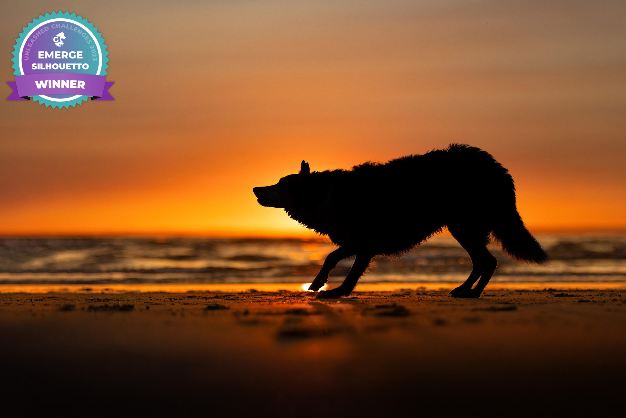 You Never Stop Learning - Mucky Pup Photography | Swansea & South Wales ...